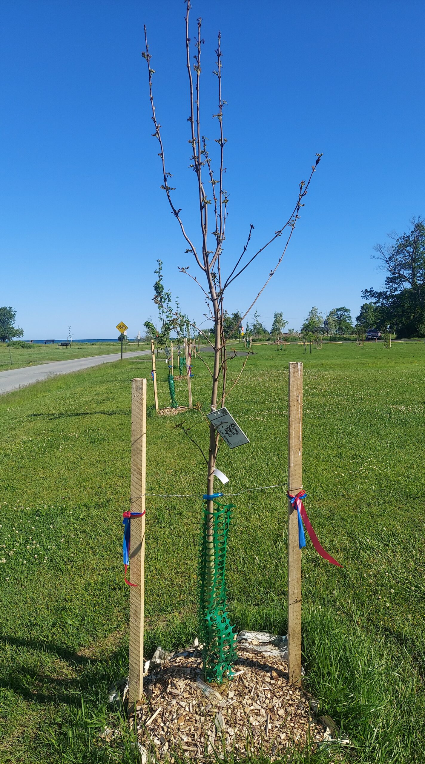 Staking a claim: City looks to manage forest of tree plans | News ...